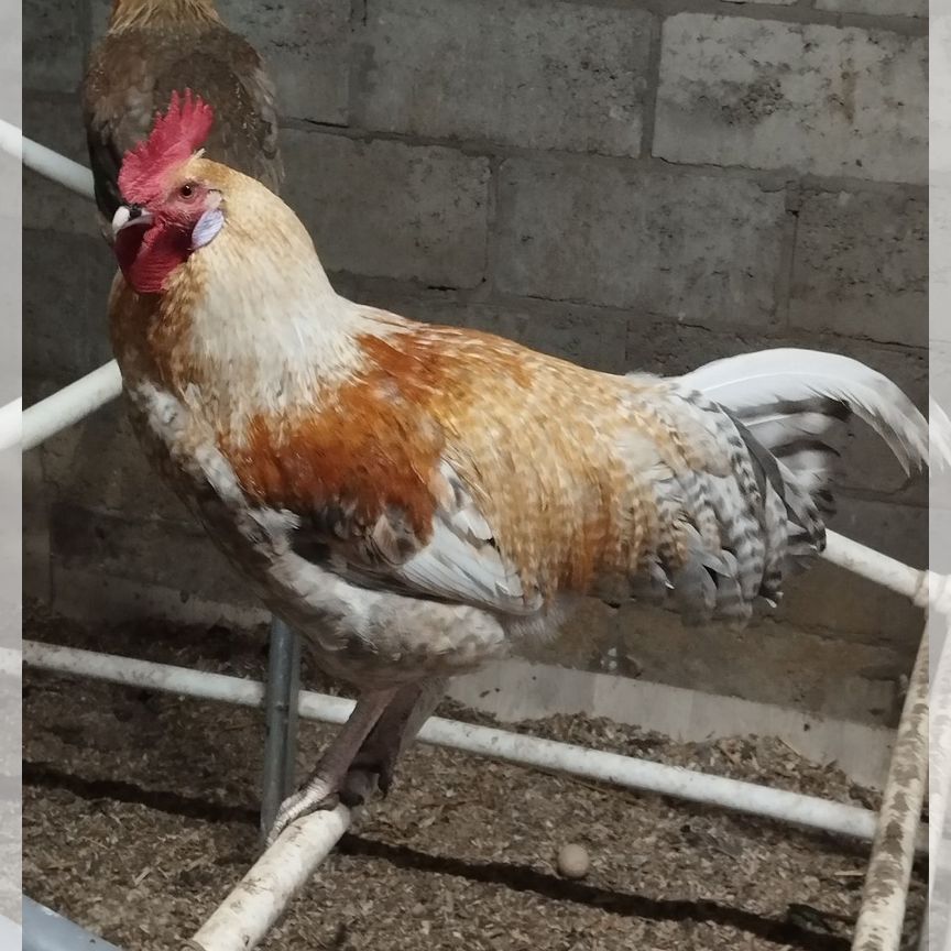 Петух Ленинградская золотисто- серая