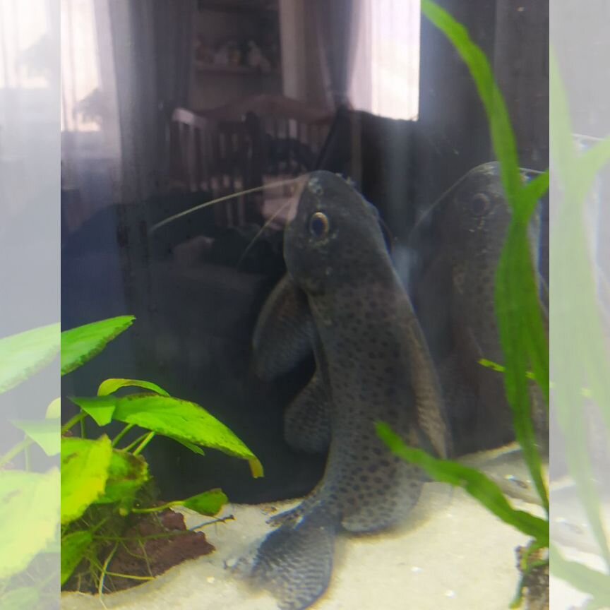 Сомик синодонтис