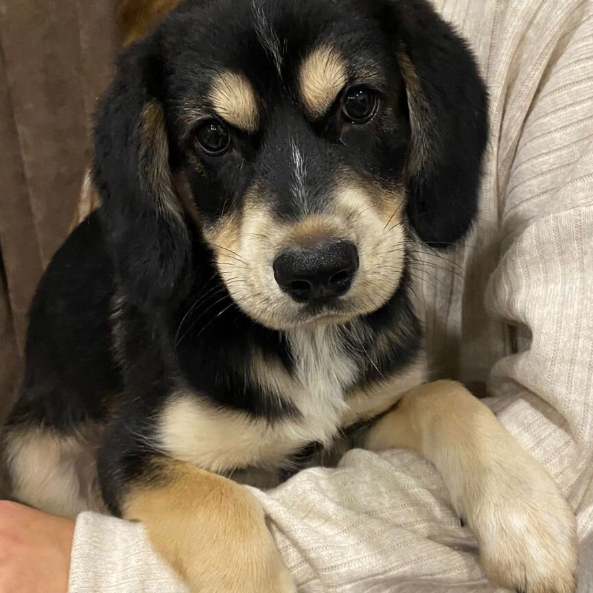 Собаки бесплатно в добрые руки