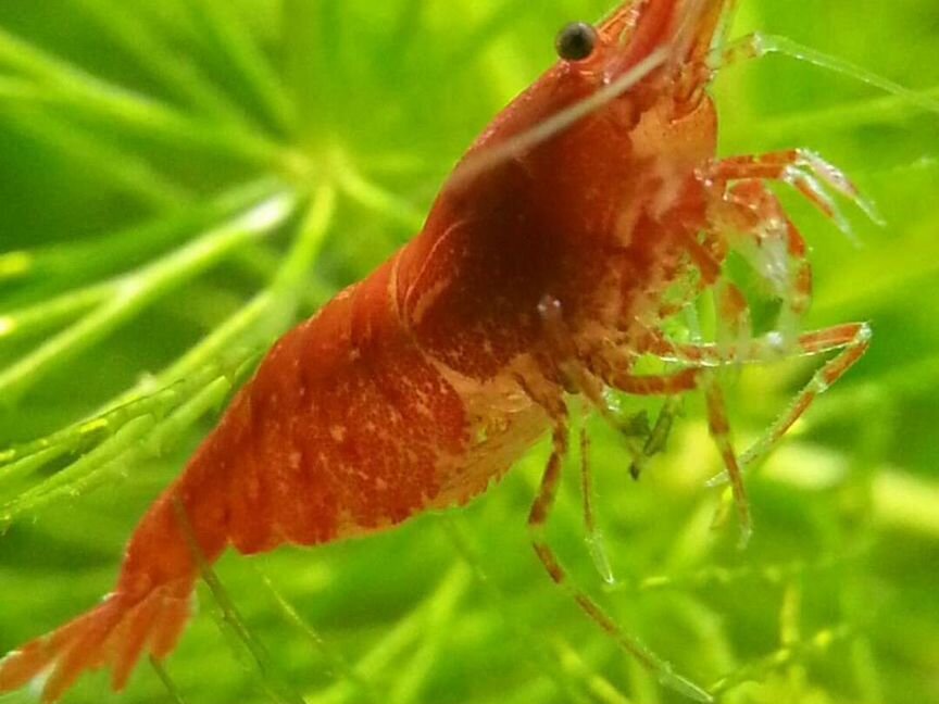 Аквариумные креветки chery