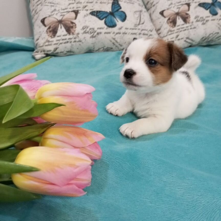 Щенок девочка 1.5 месяца