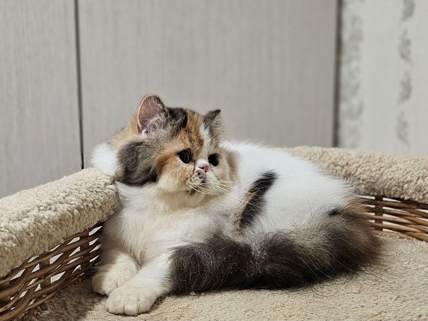 Персидская девочка