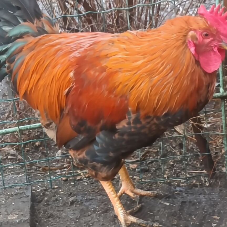 Петух Кучинская Юбилейная