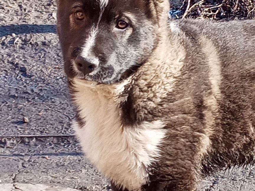 Щенок бесплатно в добрые руки,кобель 3 месяца