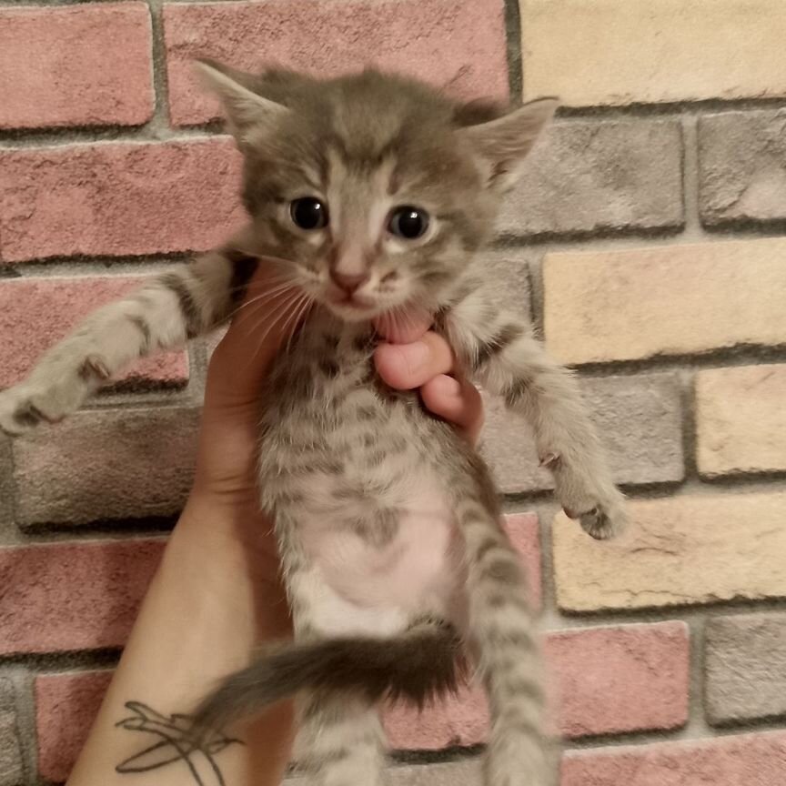 Котята