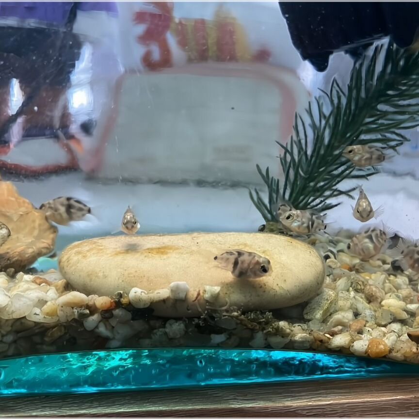 Мальки сапфировый попугай