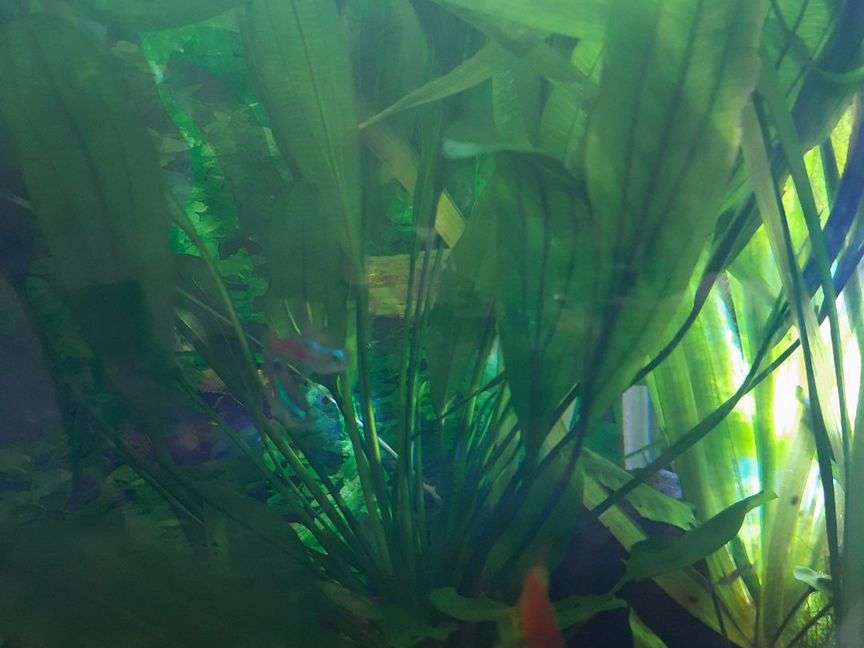 Аквариумные растения