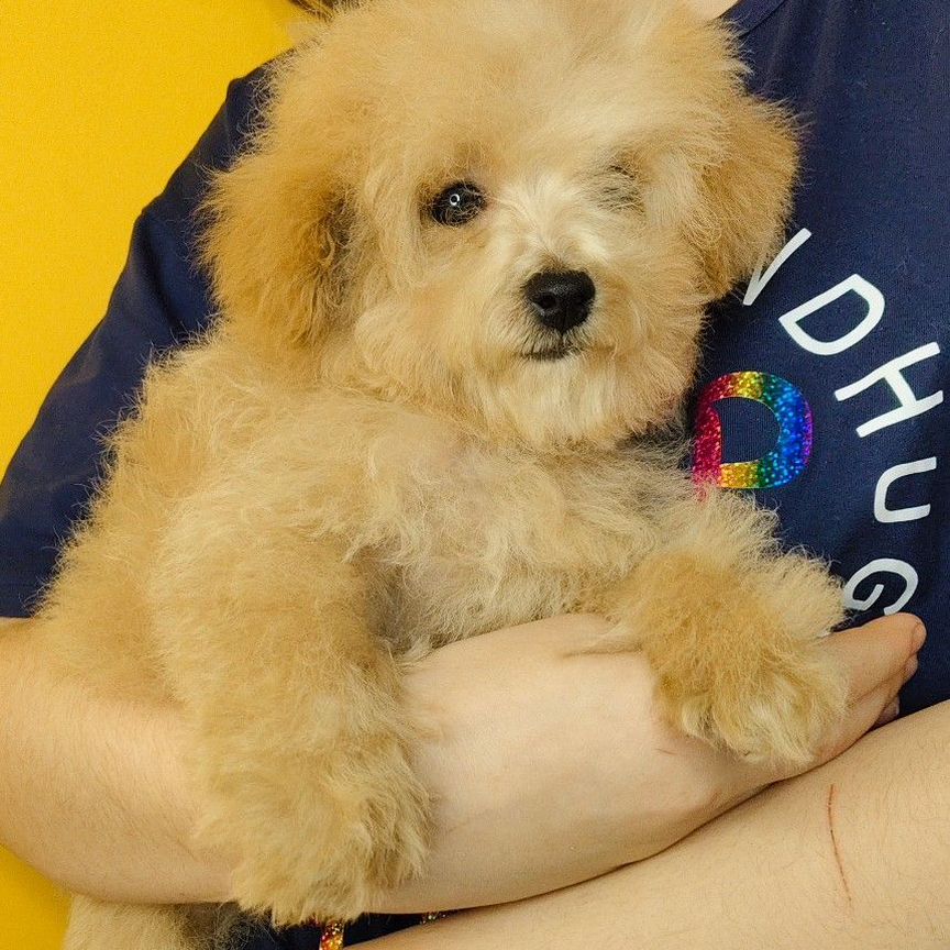 Мини мальтипушка