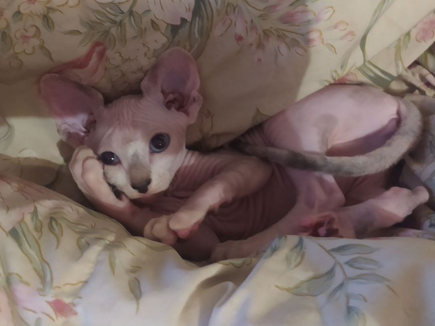 Канадский сфинкс котенок