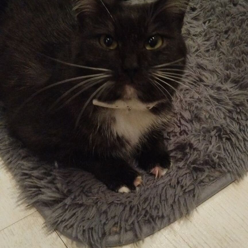 Новогоднее чудо отдаем кота