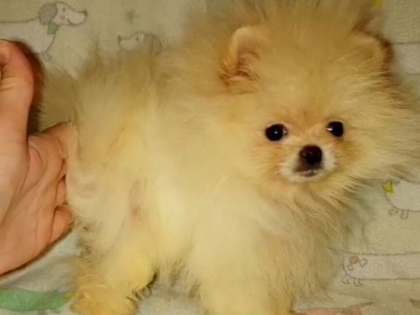 Микро шпиц девочка