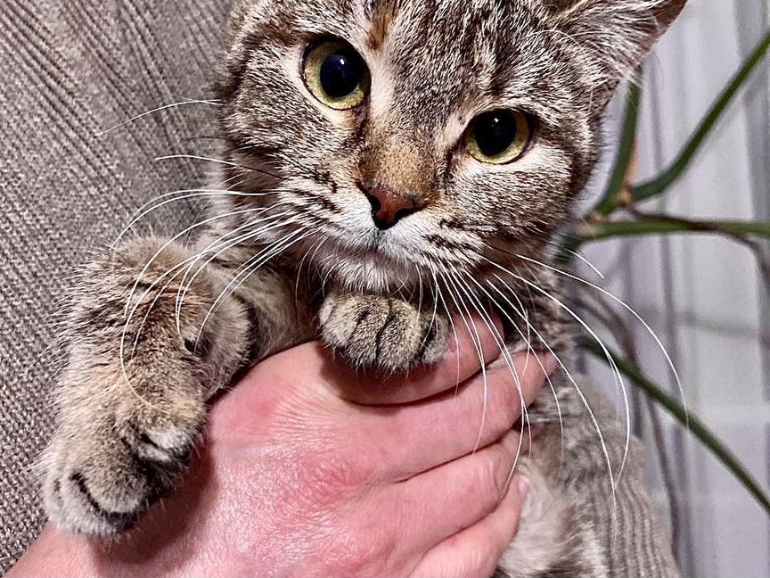 Ласковая Верочка ищет дом