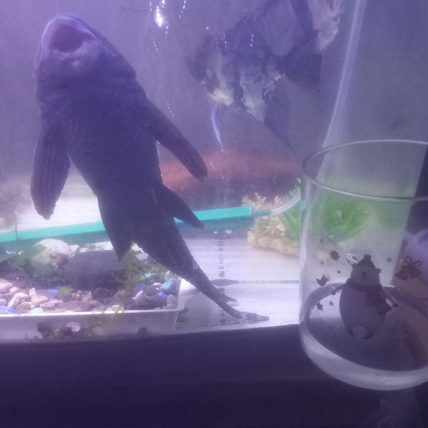 Сом анциструс