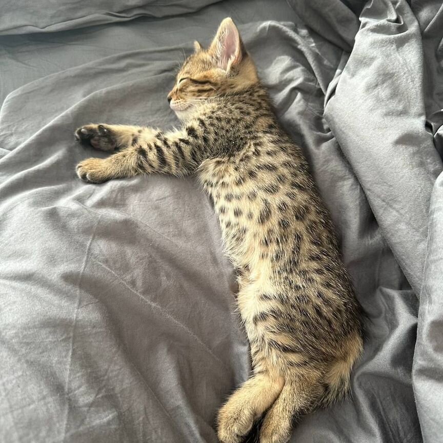 Котенок в добрые руки