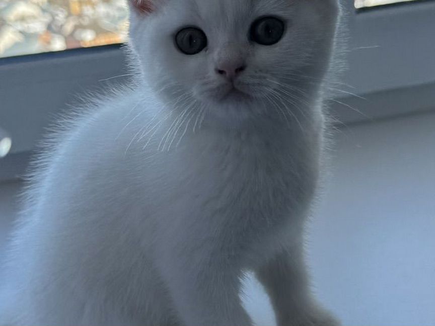 Шотландская кошечка