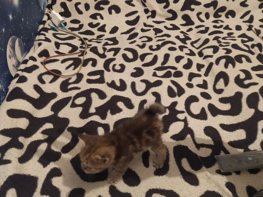 Шотландские котята