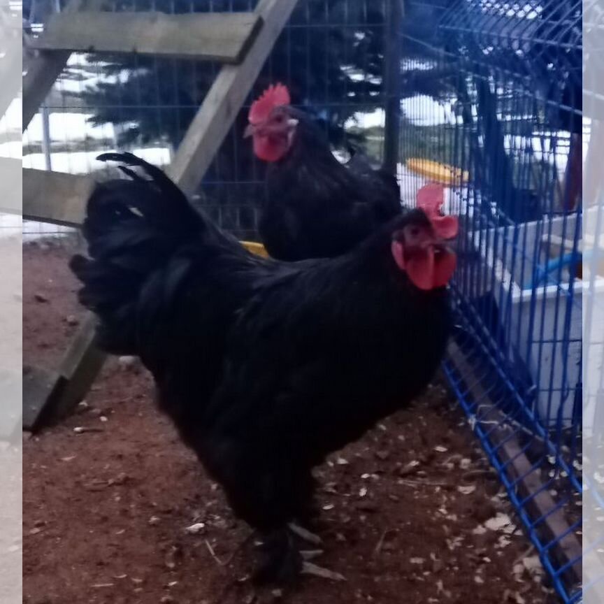 Петух Брама Тёмная