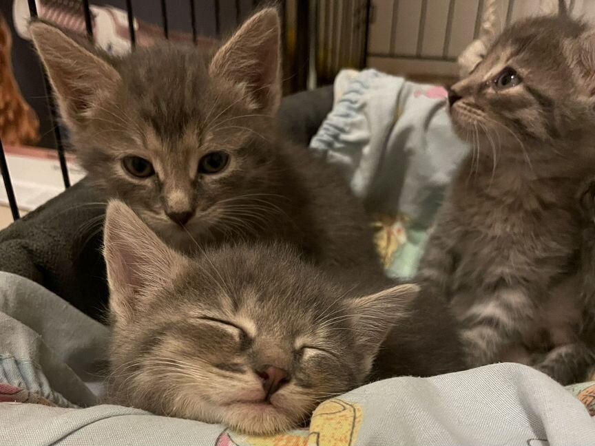 Котята в добрые руки