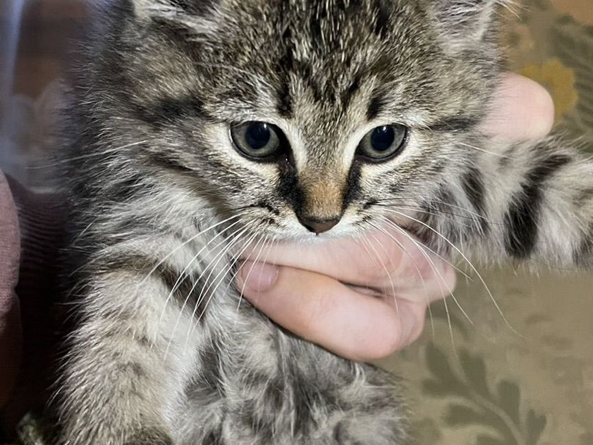 Котенок ищет дом