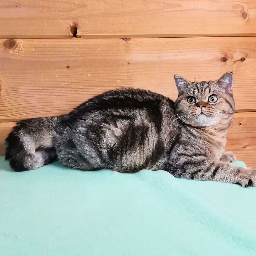 Британские котята