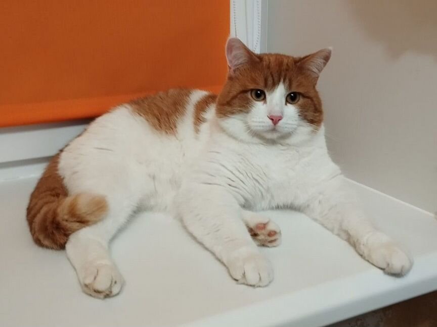 Котик Барин