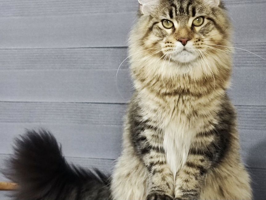 Элитный котёнок