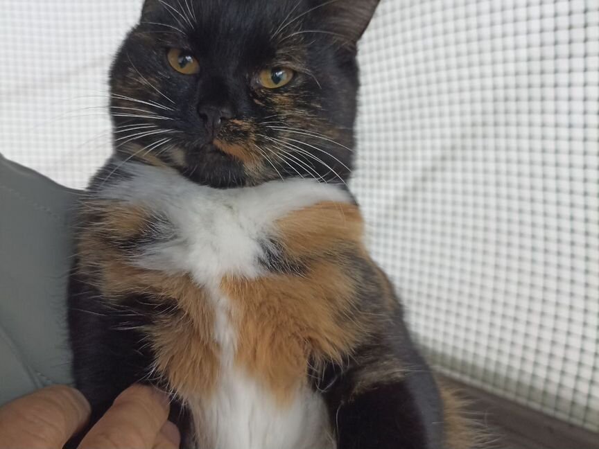Котёнок подросток