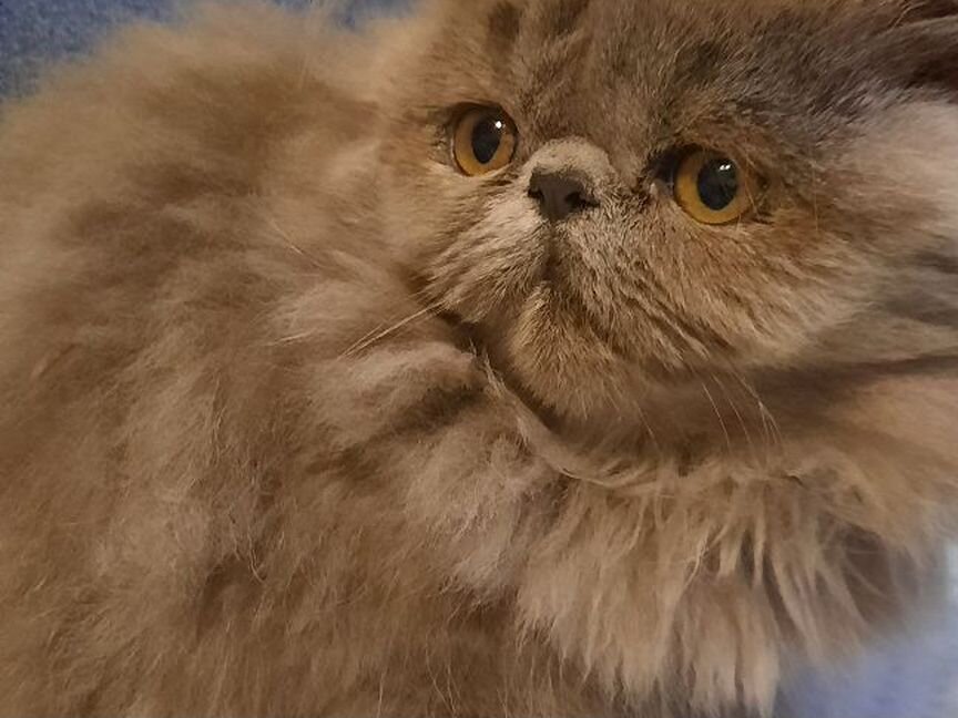 Персидские котята