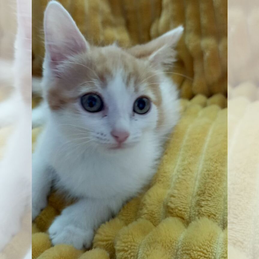Котенок в хорошие руки