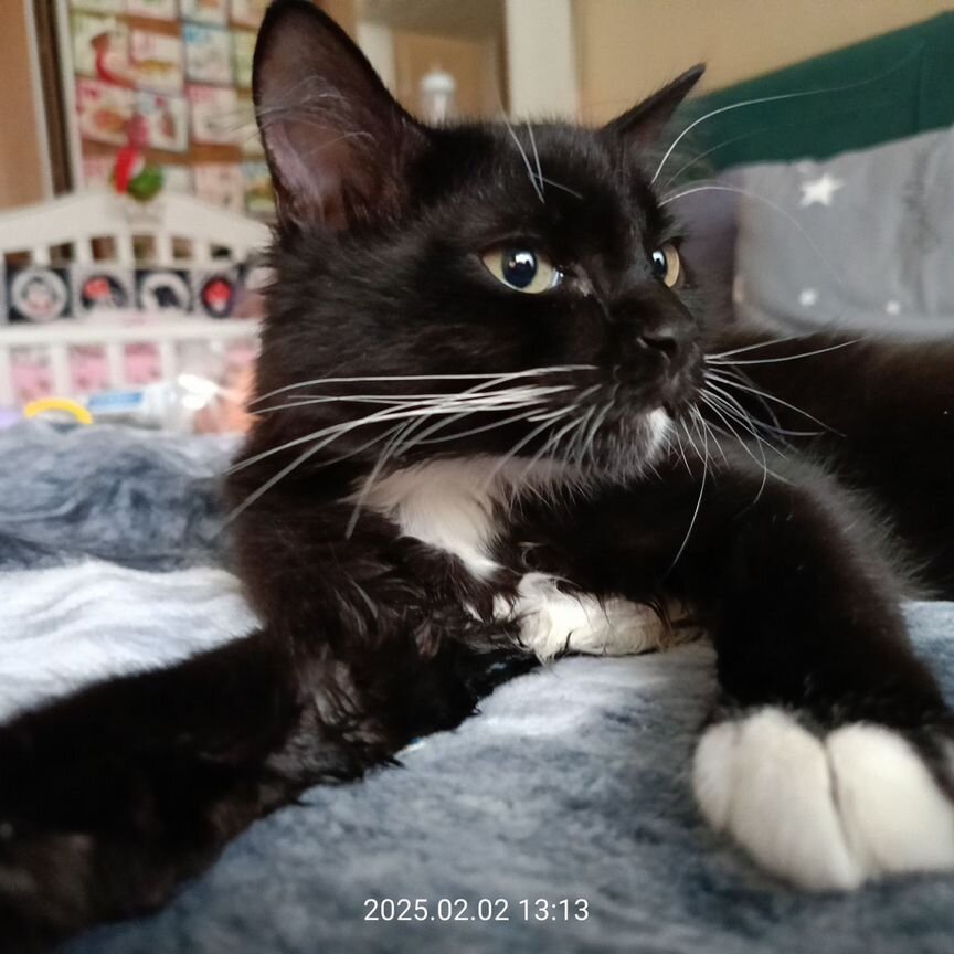 Отдам Котененка