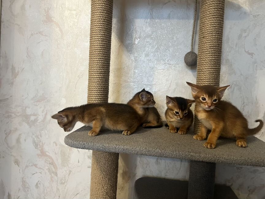 Аббисинские котята