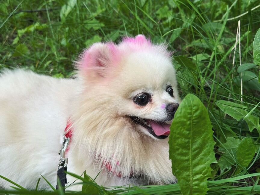 Шпиц в дар в добрые руки