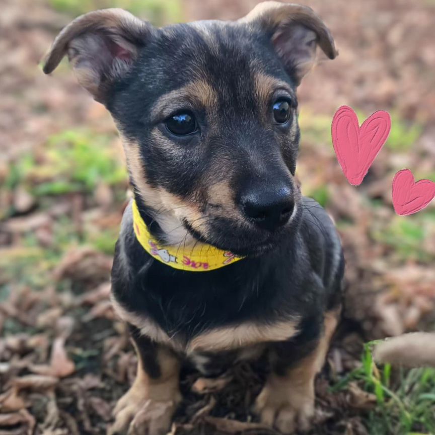 Щенок в добрые руки