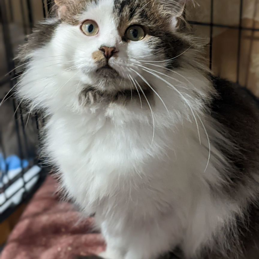 Взрослый кот в добрые руки