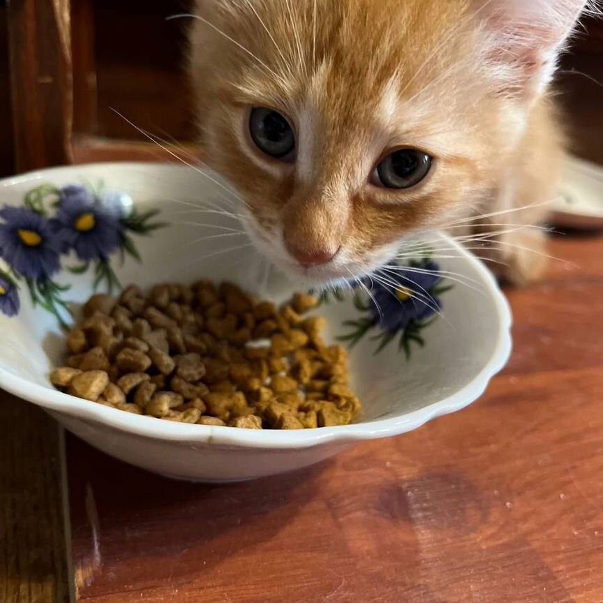 Два рыжих малыша котята