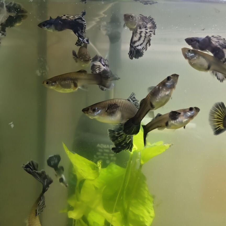 Аквариумные рыбы