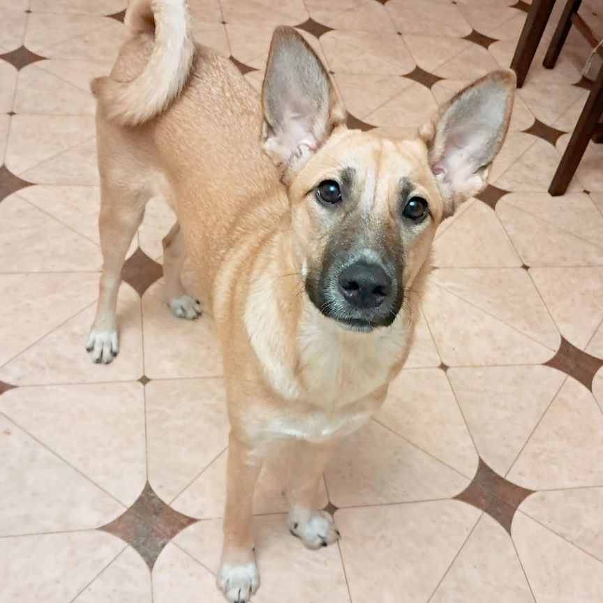 Собаку бросили после аварии на дороге