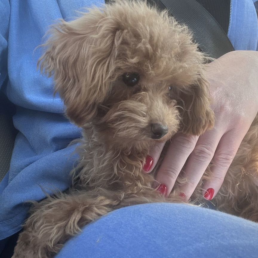 Той-пудель, щенок