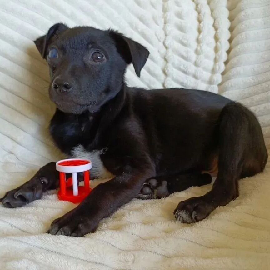 Щенок в добрые руки