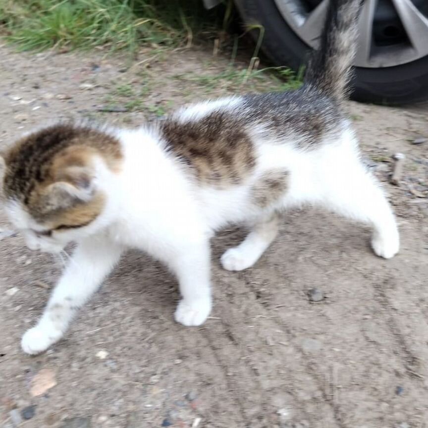 Отдадим в добрые руки, вислоухих кошечек