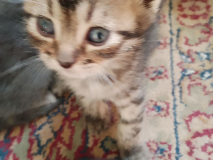 Кошки в добрые руки