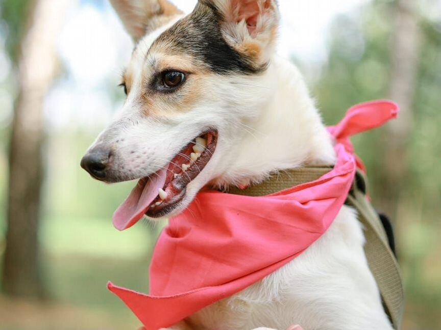 Мелкая Мальта в добрые руки. Приют Некрасовка