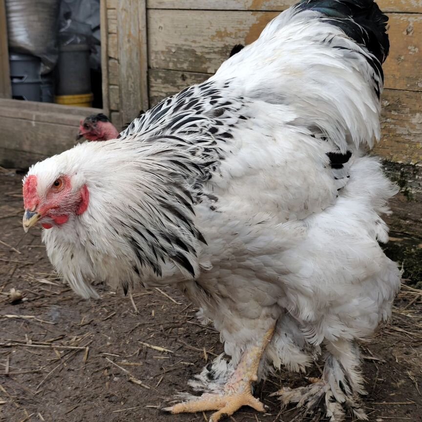 Молодые петухи брама