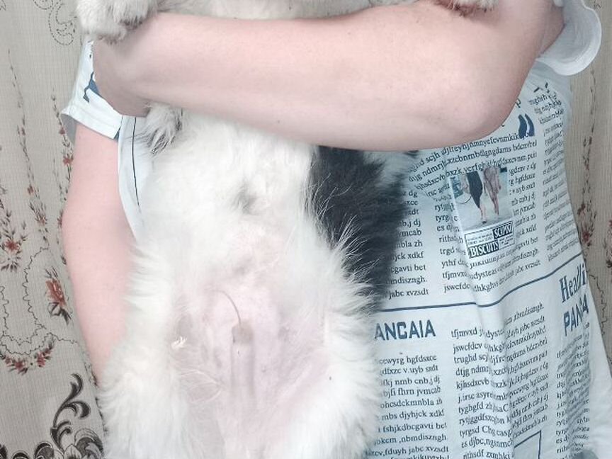 Очень классные щенки