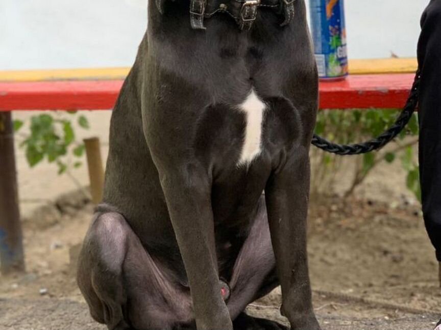 Кобель вязка кане Корсо