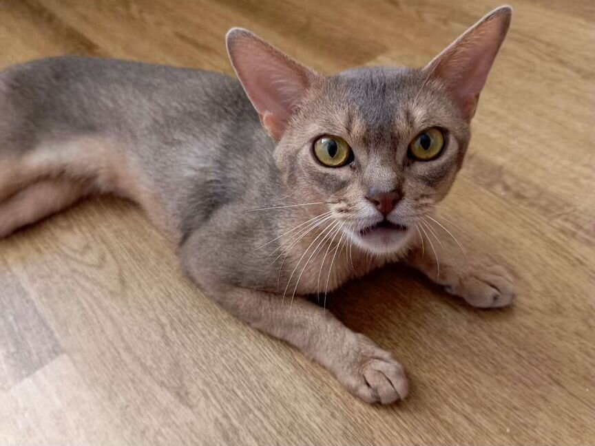 Абиссинский кот