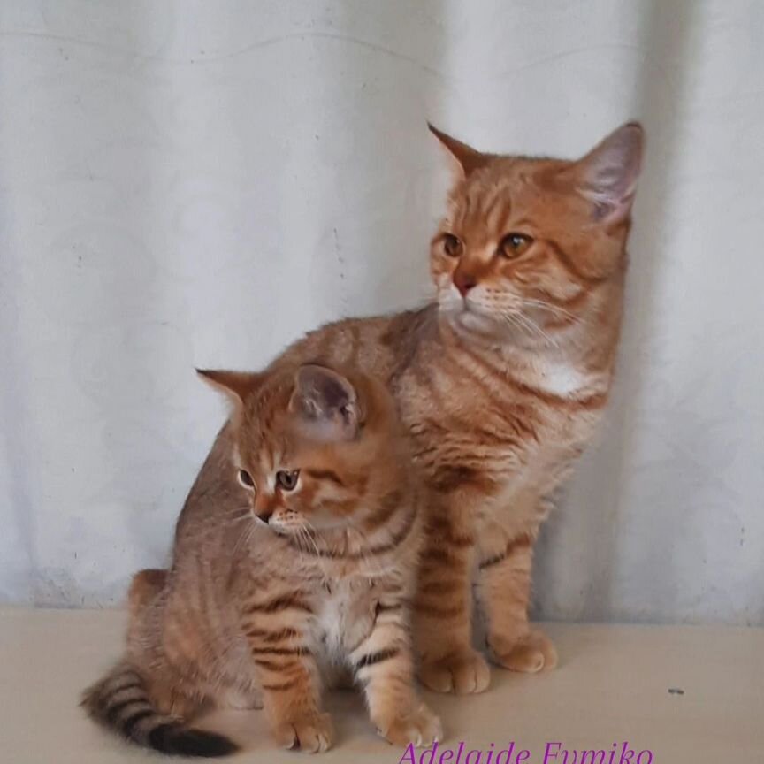 Шотландские котята