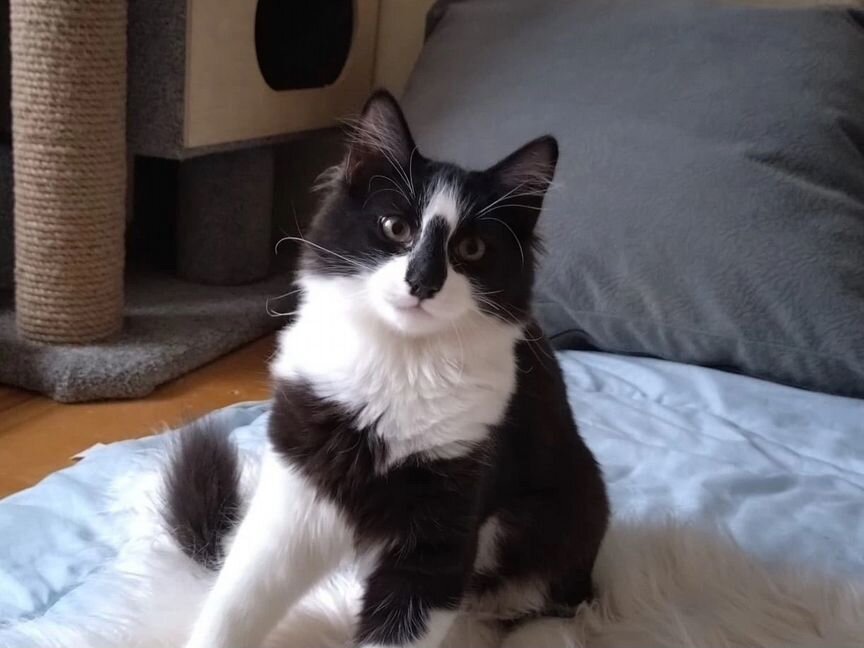 Кот на удачу в добрые руки