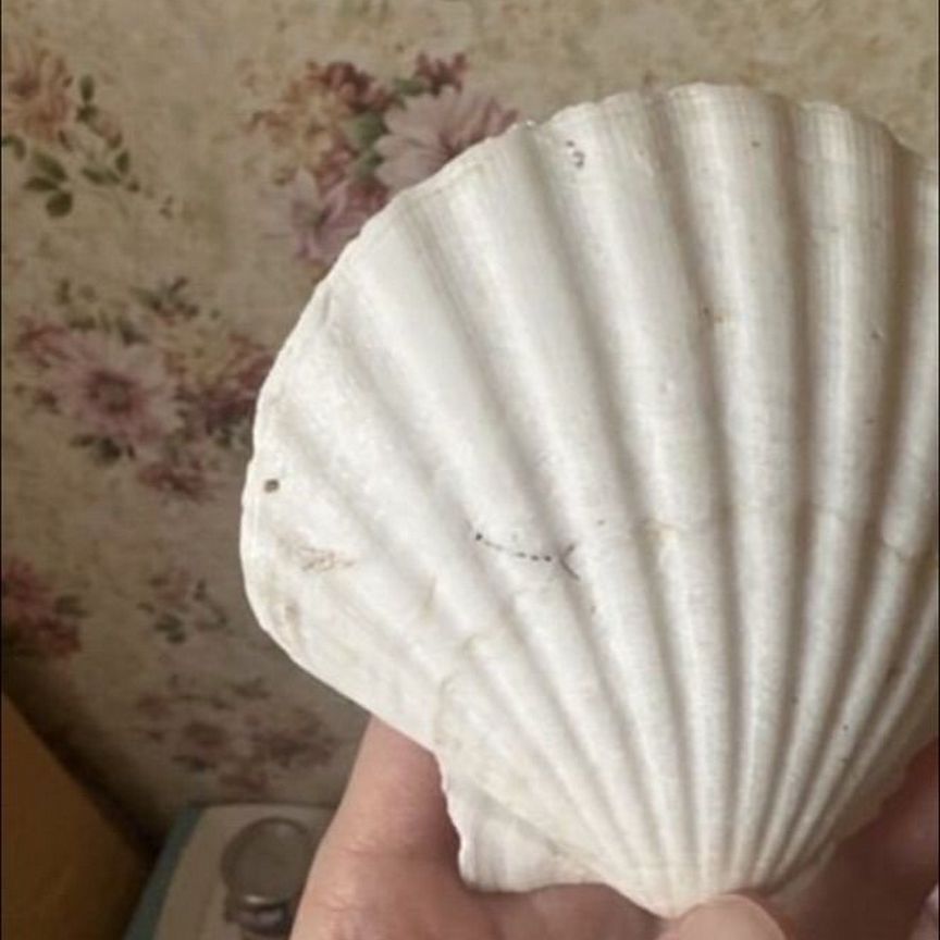Ракушка морская большая