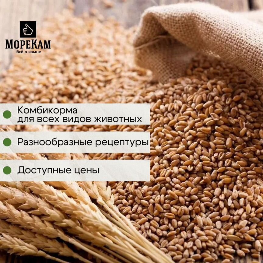 Пшеница пищевая